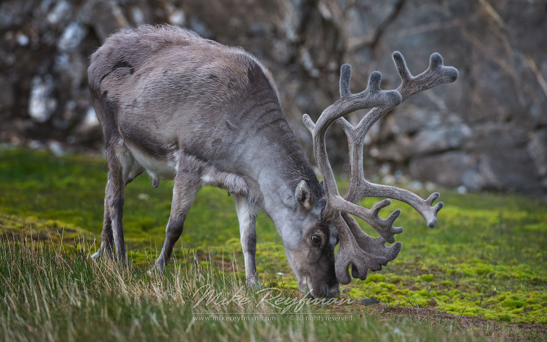 Svalbard Reindeer Rangifer Tarandus Platyrhynchus Grazing With M S